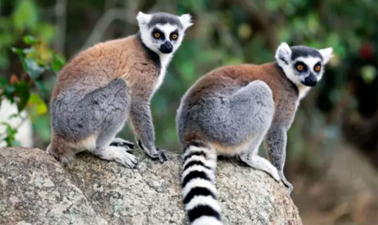 Los primeros primates probablemente vivían en pareja – Caretas