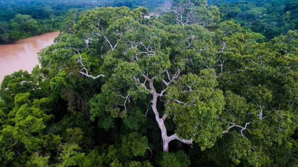 Día del árbol en Perú: Celebrando los gigantes de nuestra Amazonía ...