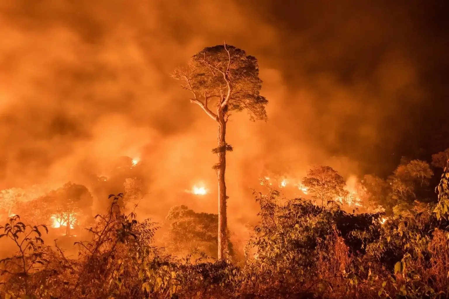 Incendios forestales en Perú aumentan 81% en 2024 y devastan la ...