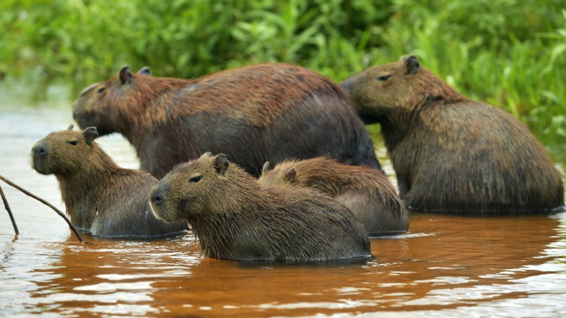 Del bosque a las redes: el capibara celebra su día como estrella global ...