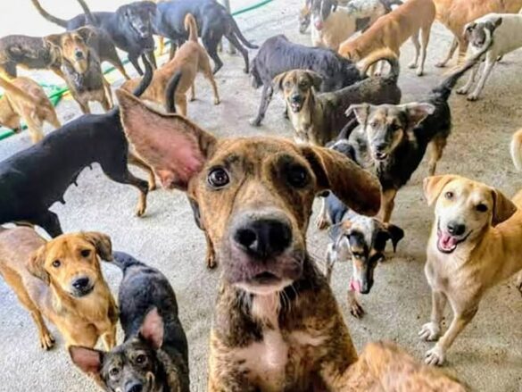 Alerta en San Juan de Lurigancho: denuncian envenenamiento masivo de perros con comida ...