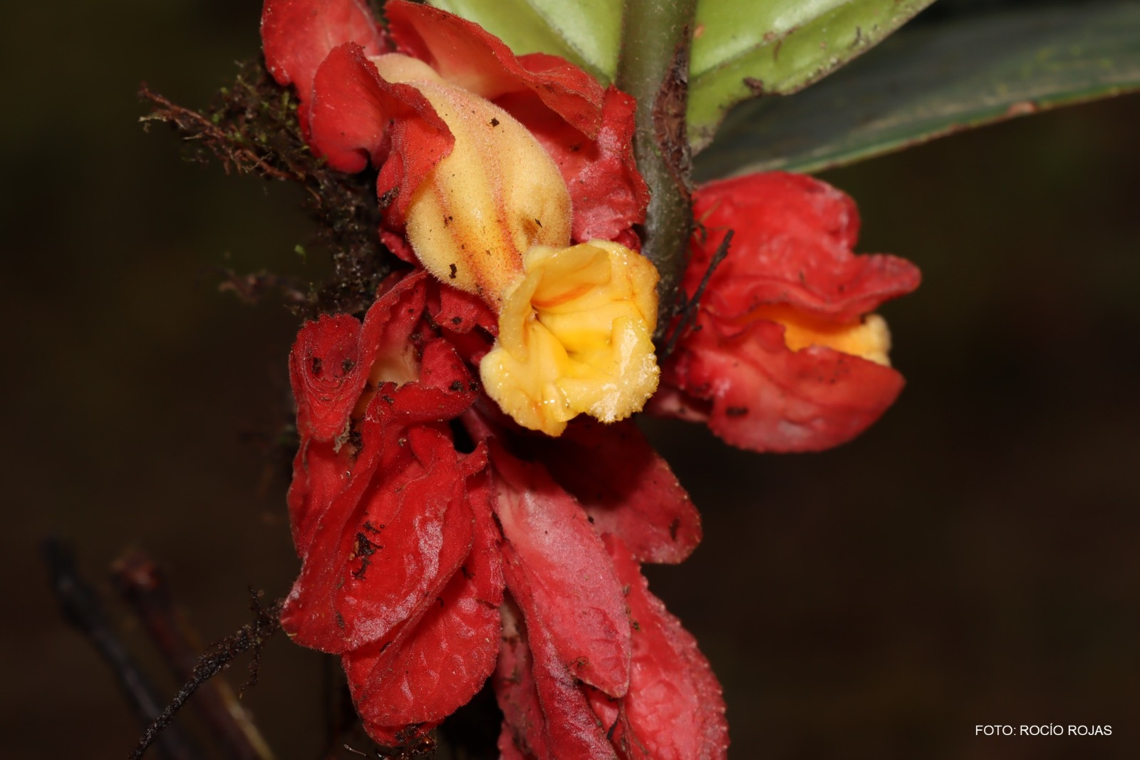 Descubren Drymonia crassolobulata nueva especie de planta..