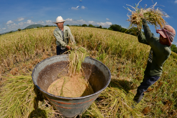 agricultura peruana Archives - Caretas