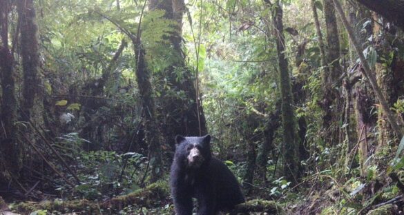 Más de 30 especialistas evaluarán la población del oso andino